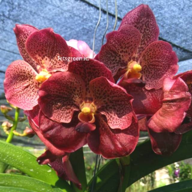 Jual Anggrek Vanda Red Maroon Jumbo | Shopee Indonesia