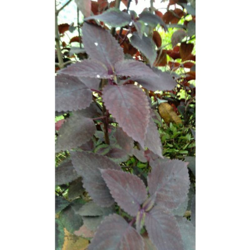 Jual herbal daun jawer kotok segar 500gram isi banyak | Shopee Indonesia