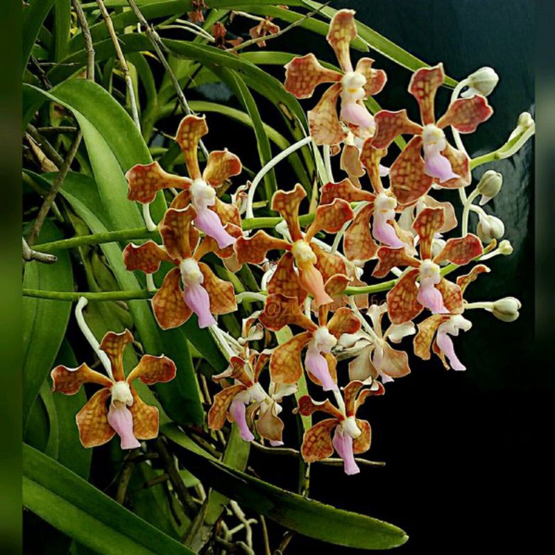 Jual Vanda Limbata Java Dewasa | Shopee Indonesia