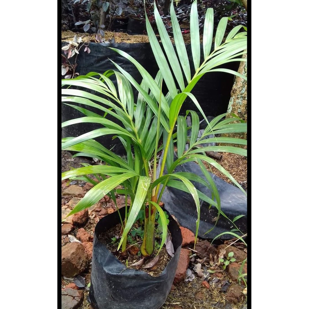 Jual Bibit Tanaman Pohon Pinang Palem Kuning Tanaman Pohon Hias ...