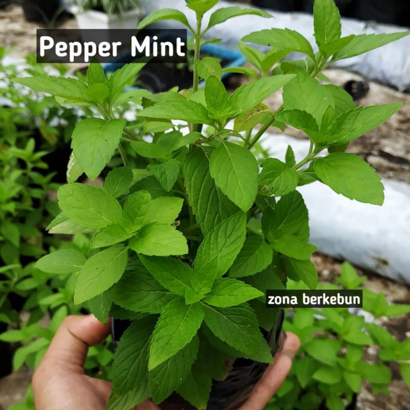 Jual DAUN MINT TANAMAN PEPPERMINT INDUKAN | Shopee Indonesia