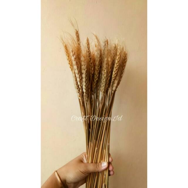 Jual Bunga Kering Gandum Natural | Shopee Indonesia