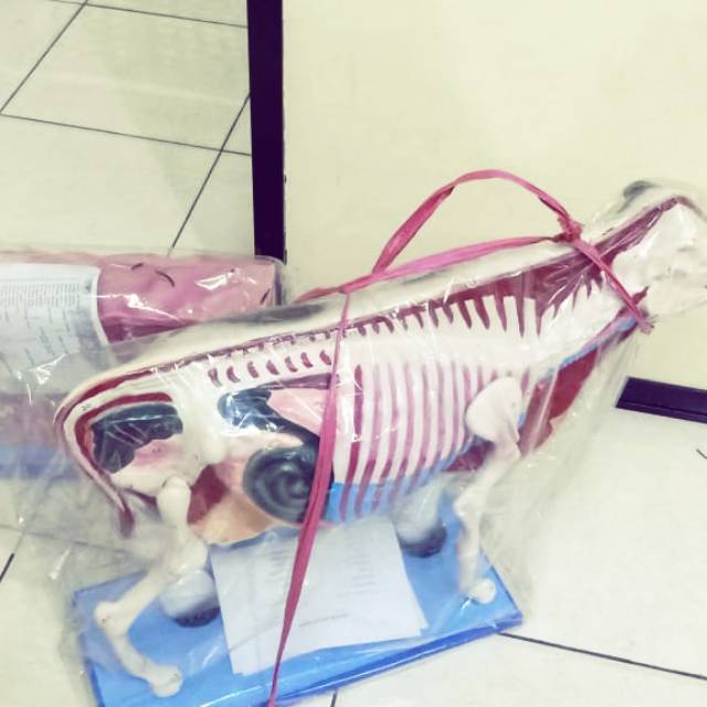 Jual Alat perga hewan sapi | Shopee Indonesia