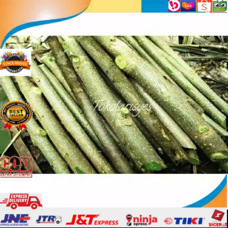 Jual Bibit pohon gamal 1kg untuk rambat vanili cutting stek batang ...