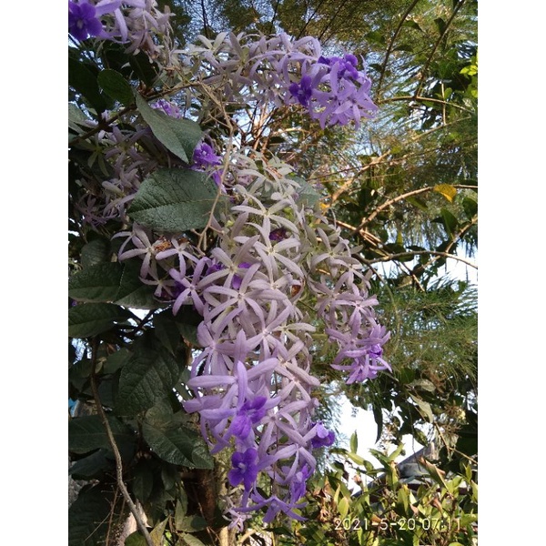Jual tanaman jalar bunga ungu tanaman bunga patrea ungu | Shopee Indonesia