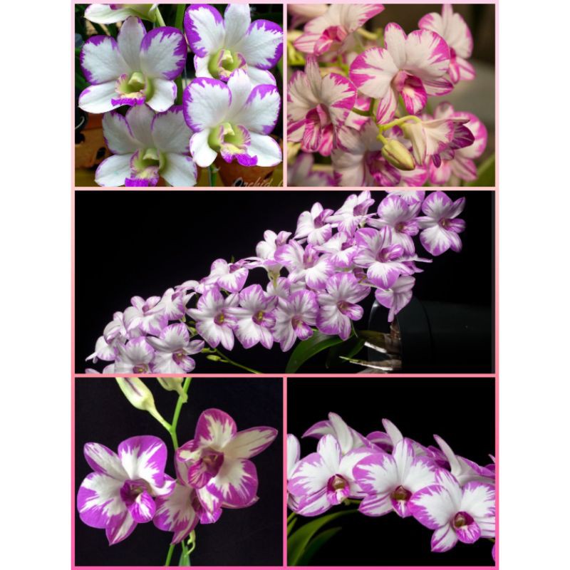Jual Dewasa - Dendrobium Enobi Splash (Mini) | Shopee Indonesia