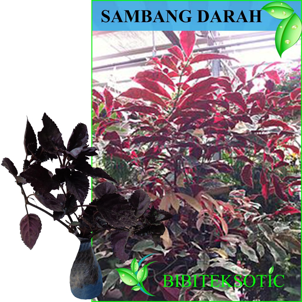 Jual Tanaman Obat Sambang Darah / Sambang Getih | Shopee Indonesia