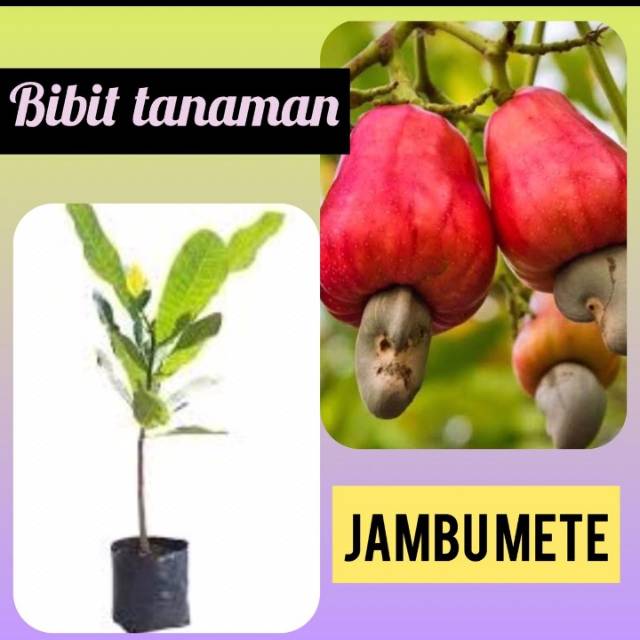 Jual Bibit Jambu Mede /Jambu Monyet /Jambu Mete | Shopee Indonesia