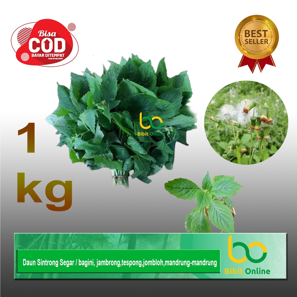 Jual Daun Sintrong Segar 1kg, bagini, jambrong, tespong, jombloh ...