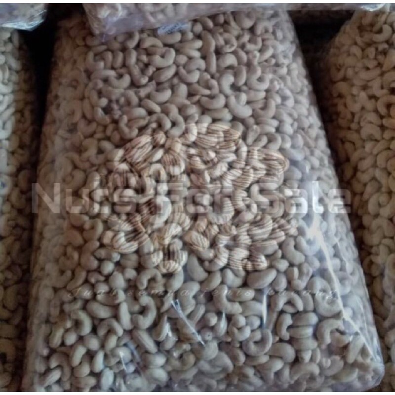 Jual Mede Jumbo Sulawesi | Shopee Indonesia