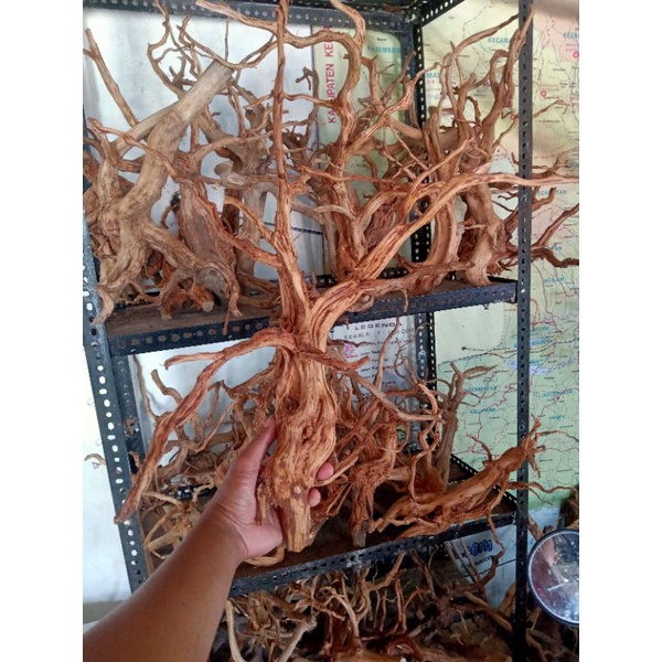 Jual Rasamala Jumbo | Shopee Indonesia