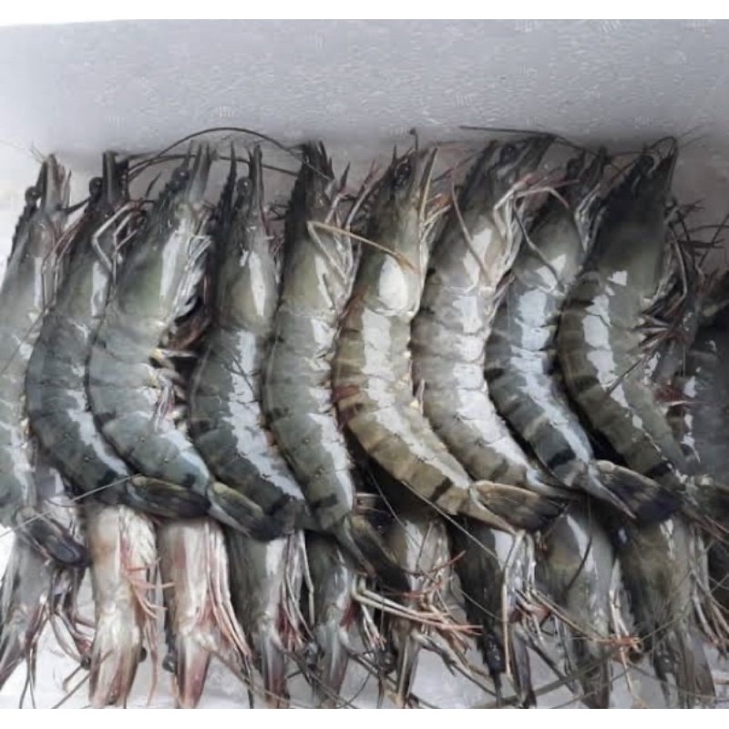 Jual Udang windu udang windu kecil udang tiger 500 gram | Shopee Indonesia