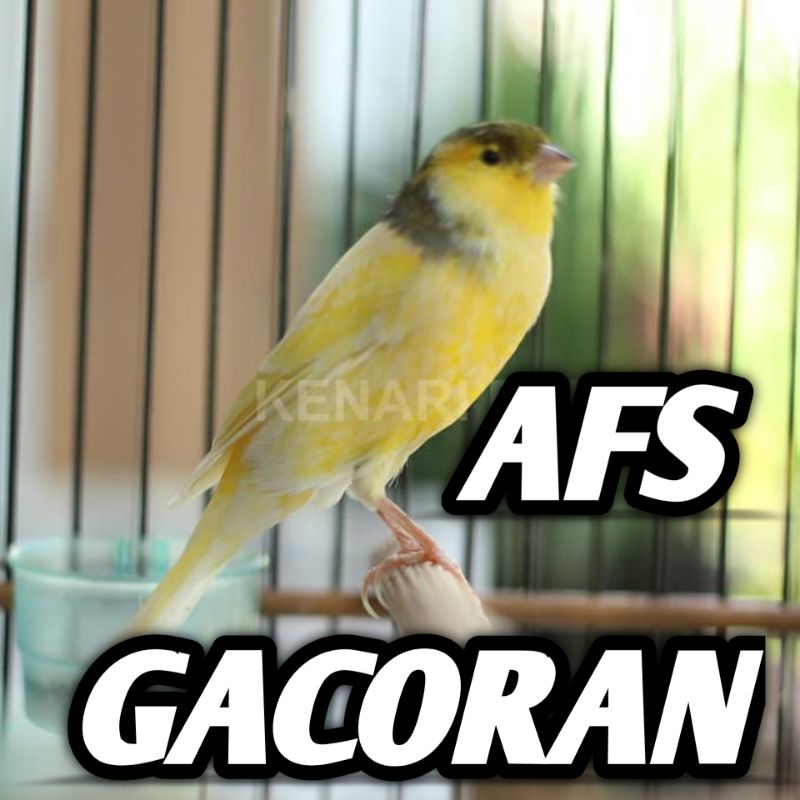 Jual Burung Kenari Gacoran Afs Jantan jadi ngerol bunyi bukan Lokal ...