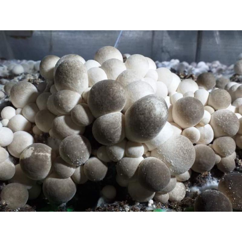 Jual bibit jamur merang untuk pemula bisa ditanam dirumah | Shopee ...