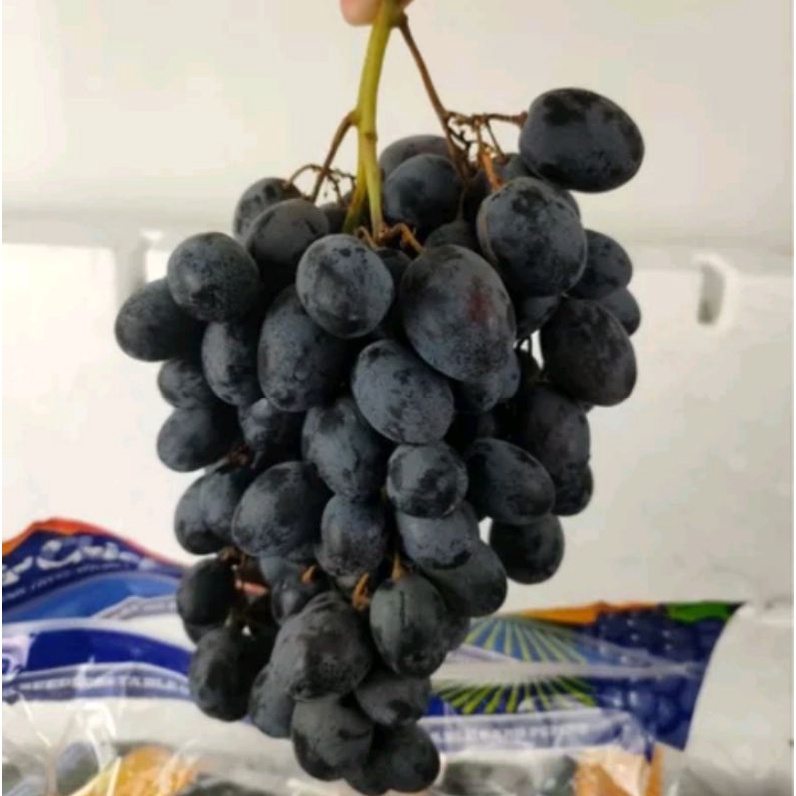 Jual BUAH ANGGUR HITAM AUTUMN / BLACK SEEDLESS GRAPES 500 GRAM FRESH ...