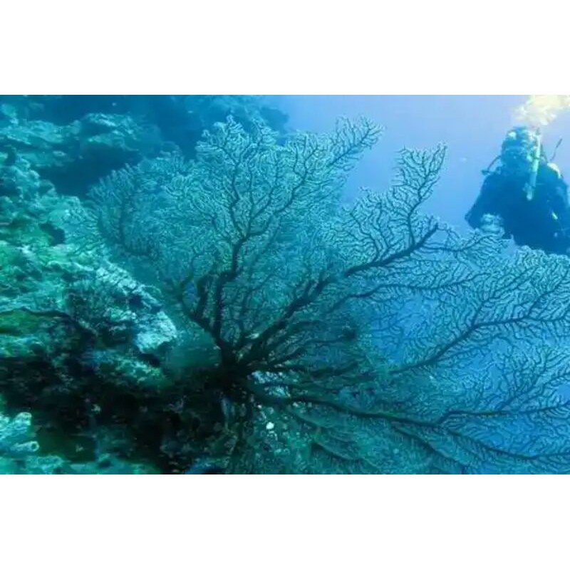 Jual Bunga karang laut hias asli Aquarium aquascape | Shopee Indonesia