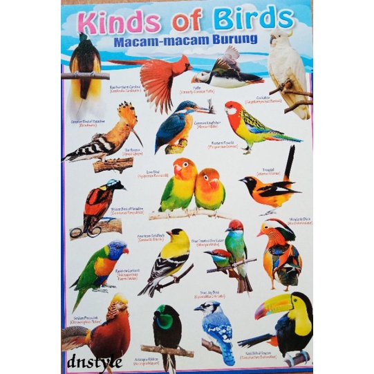 Jual Poster edukasi jenis burung burung | Shopee Indonesia