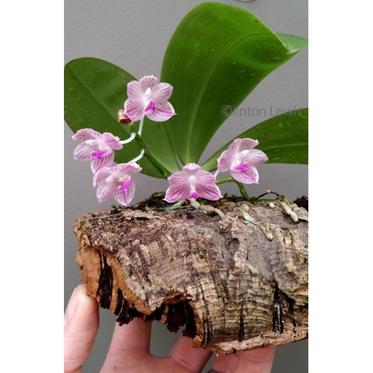 Jual phalaenopsis javanica | Shopee Indonesia Jual phalaenopsis javanica | Shopee Indonesia