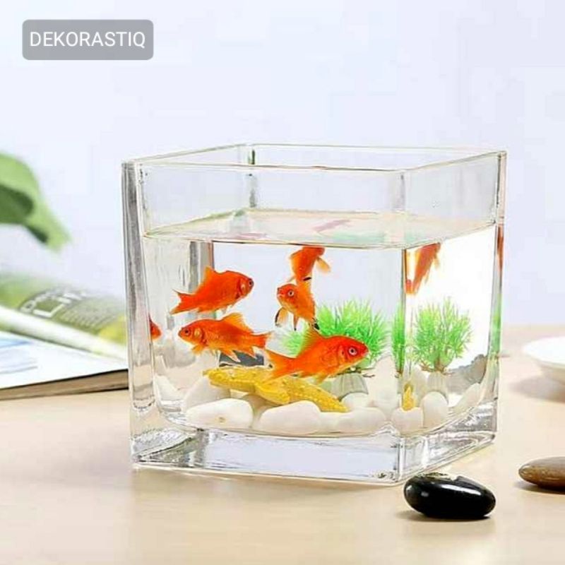 Jual AQUARIUM MINI KOTAK PERSEGI 12 CM / AKUARIUM CUPANG GUPPY | Shopee ...