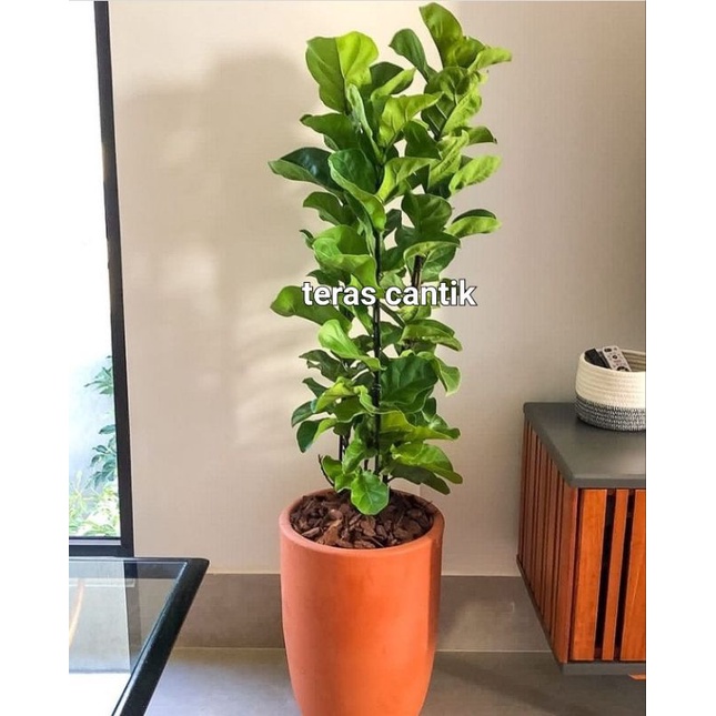 Jual Tanaman hias Ketapang Biola Ficus Lyrata | Shopee Indonesia