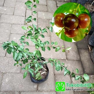 Jual Buah Rukem Terlengkap & Harga Terbaru Maret 2026 | Shopee Indonesia