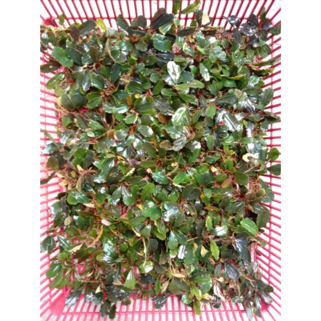 Jual Bucephalandra Sp. Brownie Super Red | Shopee Indonesia