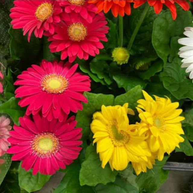 Jual Tanaman bunga gerbera - hebras | Shopee Indonesia