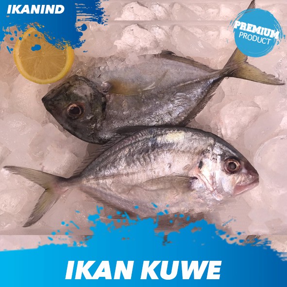 Jual Ikan Kuwe Segar / Ikan Laut Segar Kiloan 2-4 ekor/ Pack 1 kg | Shopee Indonesia