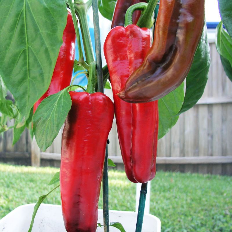 Jual isi per paket 3 Biji - Cabe RED ITALIAN PEPPER, ukuran jumbo ...