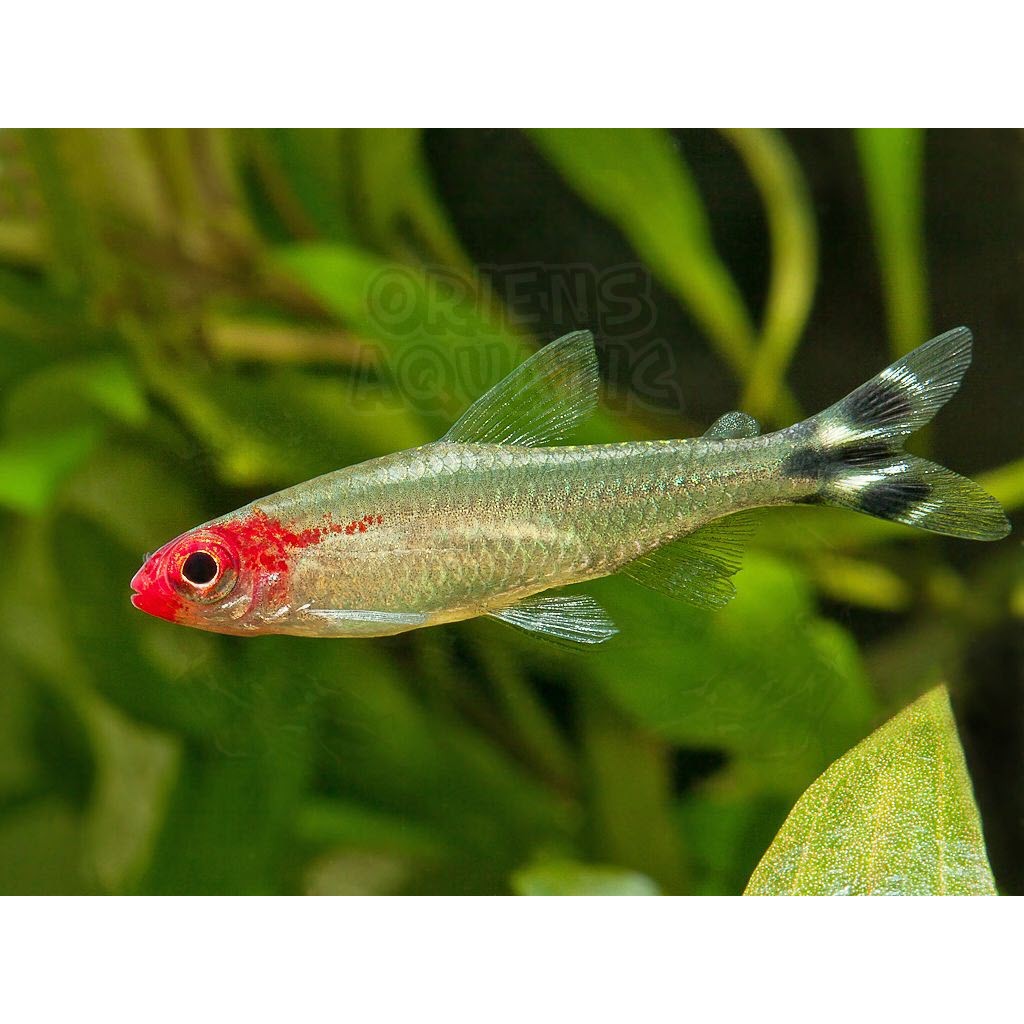 Jual Hiasan Aquascape - Red Nose Size M-L (Best Schooling Fish ...