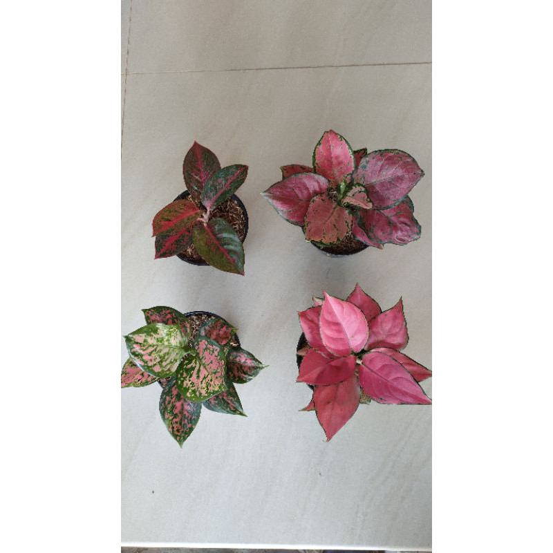 Jual aglonema paket 4 jenis(red Anja+Pink Katrina+dut anjamani+stardast ...