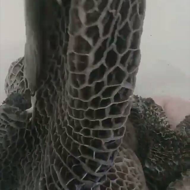 Jual Babat sapi hitam 500gr | Shopee Indonesia