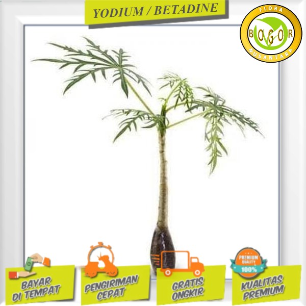 Jual BIBIT POHON TANAMAN YODIUM / BETADINE JAFORA MULTIFIDA | Shopee ...