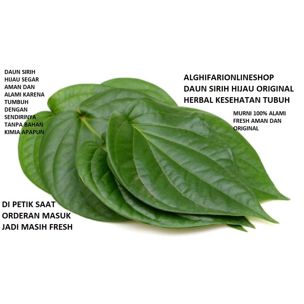 Jual Daun Sirih Hijau Segar Original Herbal Obat Kesehatan Daya Tahan ...