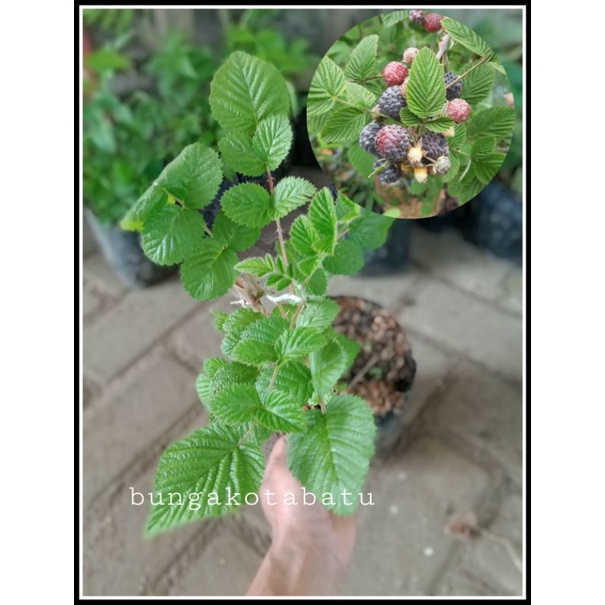 Jual Bibit Tanaman Buah Black Raspberry Impor | Shopee Indonesia