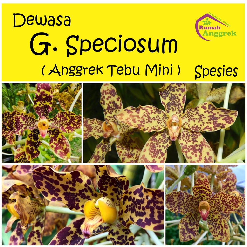 Jual Anggrek Grammatophyllum Speciosum var. Mini spesies tebu dewasa ...