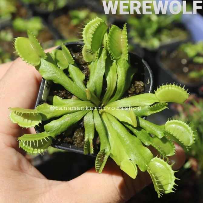 Jual Produk Terbaik] RARE (COLLECTOR ITEMS) Tanaman Karnivora Venus Flytrap Werewolf (Vft ...