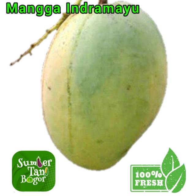 Jual MANGGA INDRAMAYU -Per 1 Kg | Shopee Indonesia