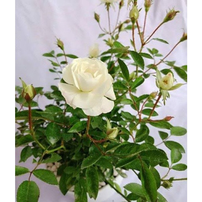 Jual Tanaman Bunga Mawar Whit Climbing Rose(mawar rambat putih ...