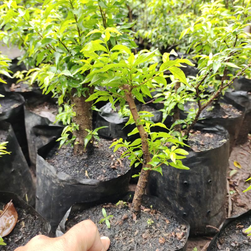 Jual anting putri daun micro | Shopee Indonesia