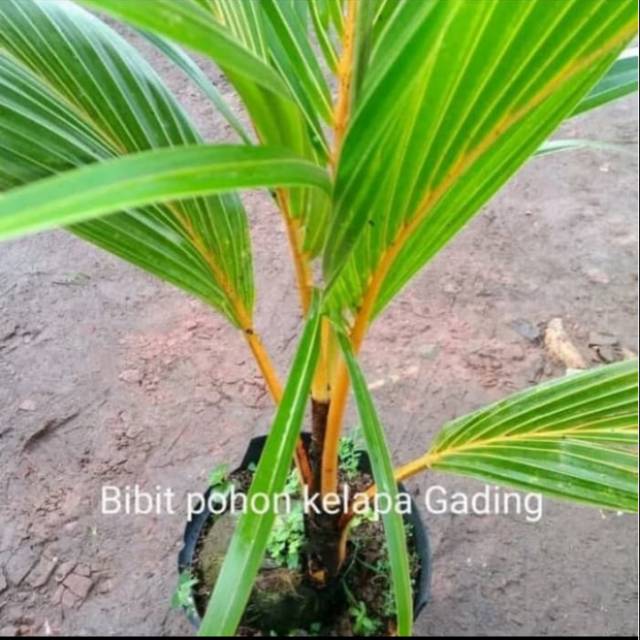 Jual Pohon kelapa Gading - bibit pohon kelapa gading - buah kelapa kuning | Shopee Indonesia