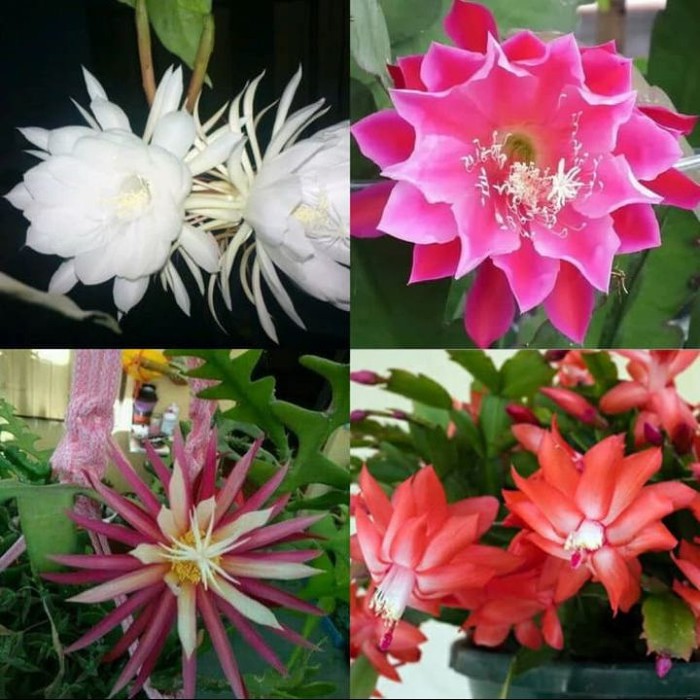 Jual tanaman hias wijaya kusuma 4 jenis bunga . -Tanaman hias hidup ...