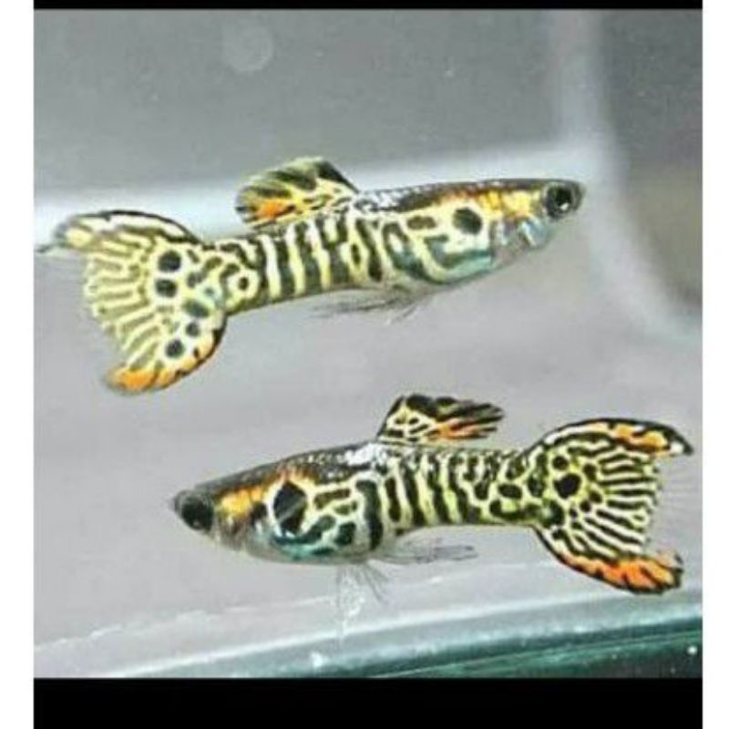 Jual Guppy Endler Mini Yellow Jacket Tiger Hiasan Aksesoris Aquarium Aquascape | Shopee Indonesia