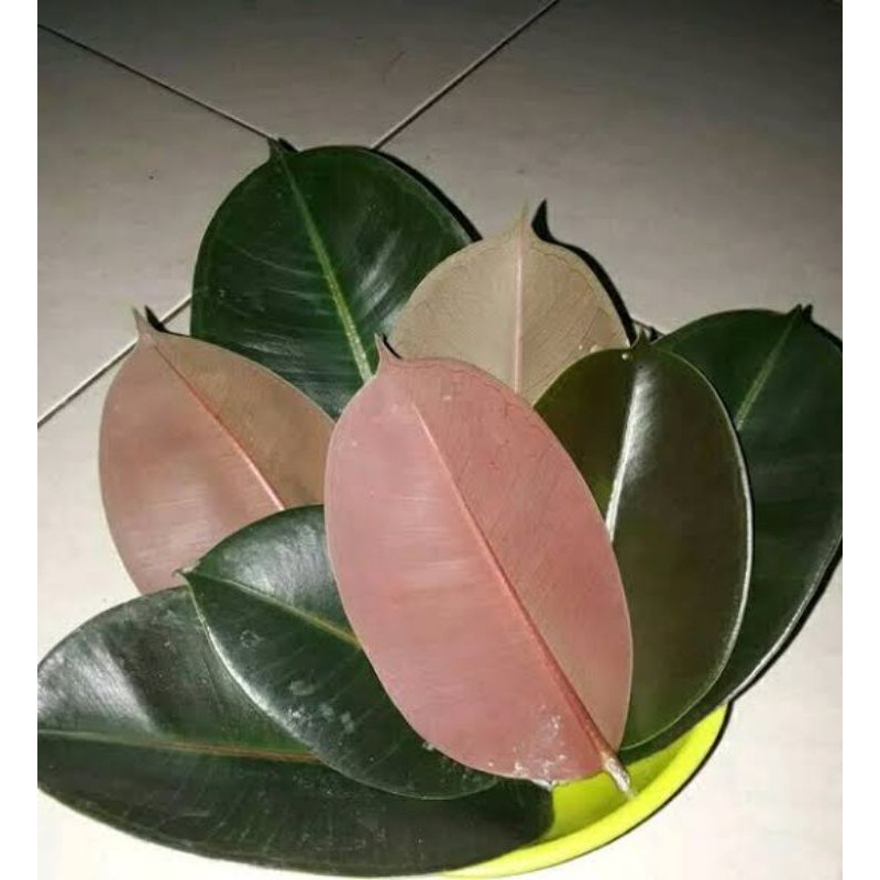 Jual Daun Karet kebo | Shopee Indonesia