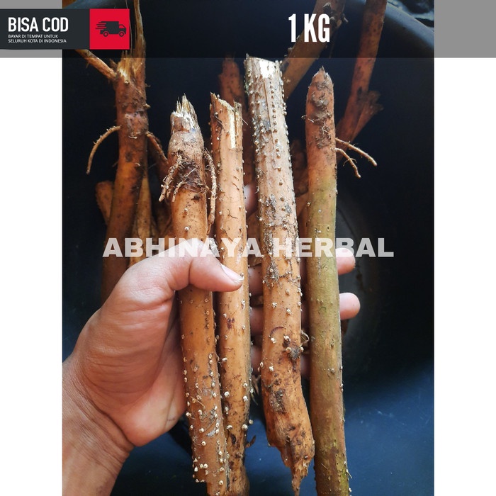Jual Akar pinang segar - Akar jambe muda basah 1 kg | Shopee Indonesia