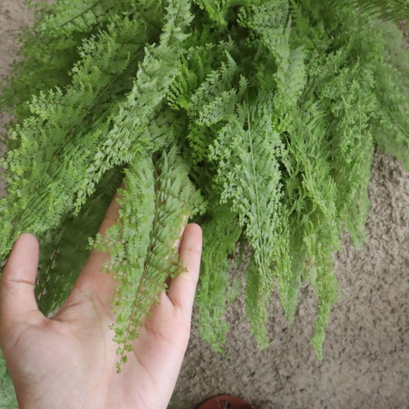 Jual pakis embun maidenhair fern tanaman hias | Shopee Indonesia