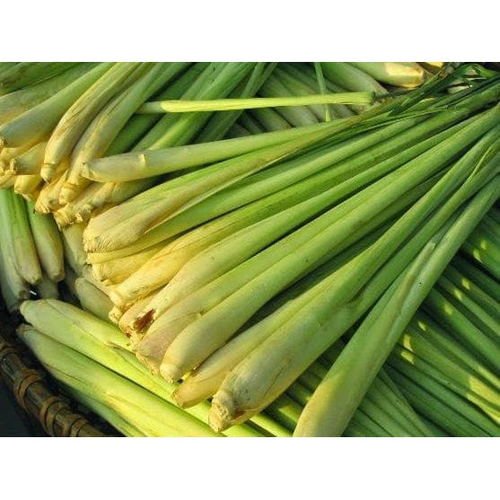 Jual serai / sereh / sere segar / kesehatan herbal dan masakan | Shopee ...