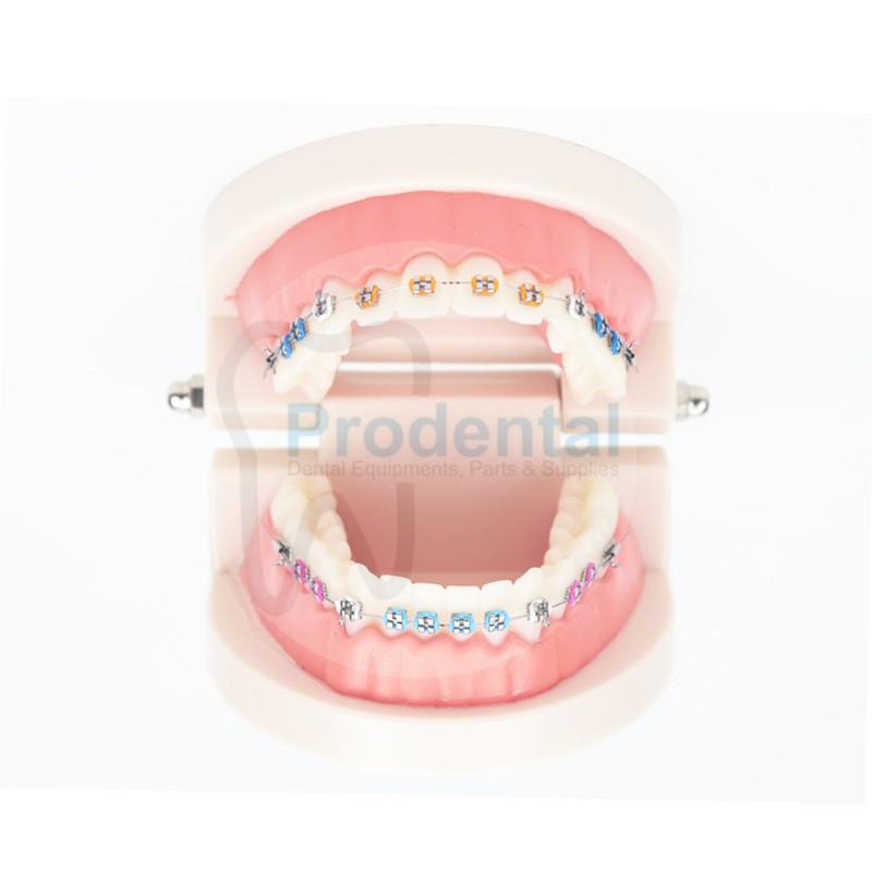 Jual Dental model study edukasi dokter gigi phantom studi replika ...