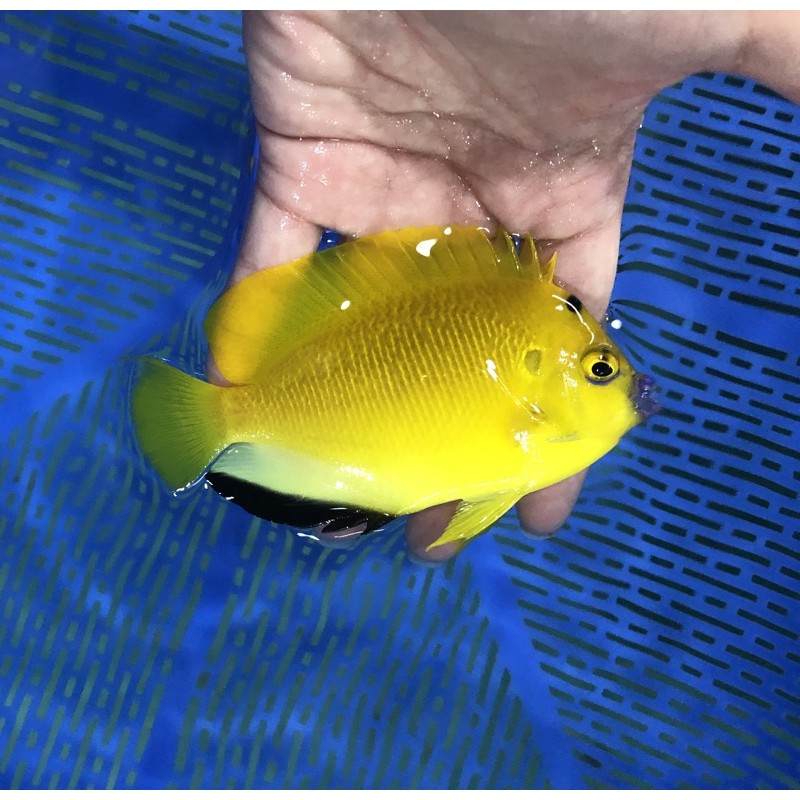 Jual ikan hias laut angel asli | Shopee Indonesia