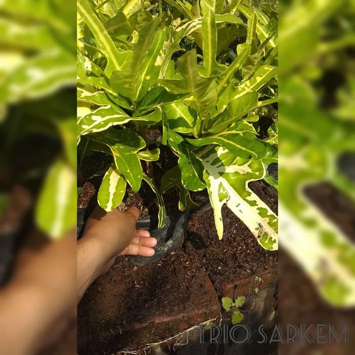 Jual puring jet kuning | Shopee Indonesia